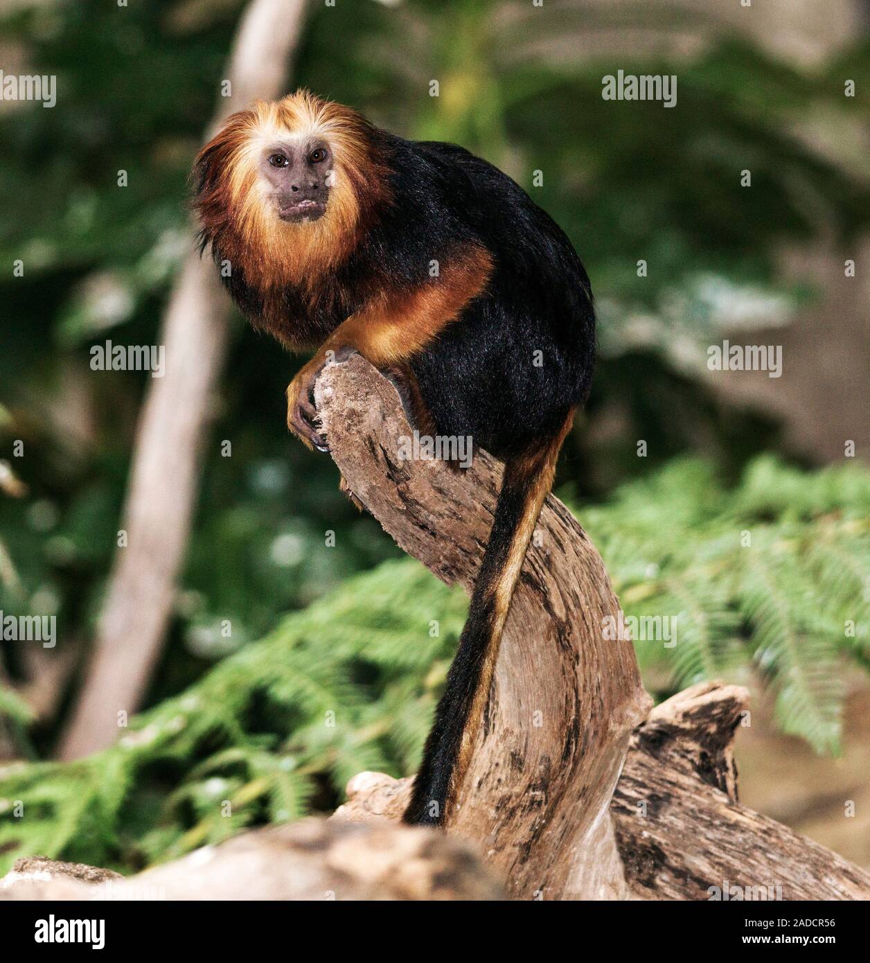 Golden-headed tamarin (Leontopithecus chrysomelas). This endangered ...