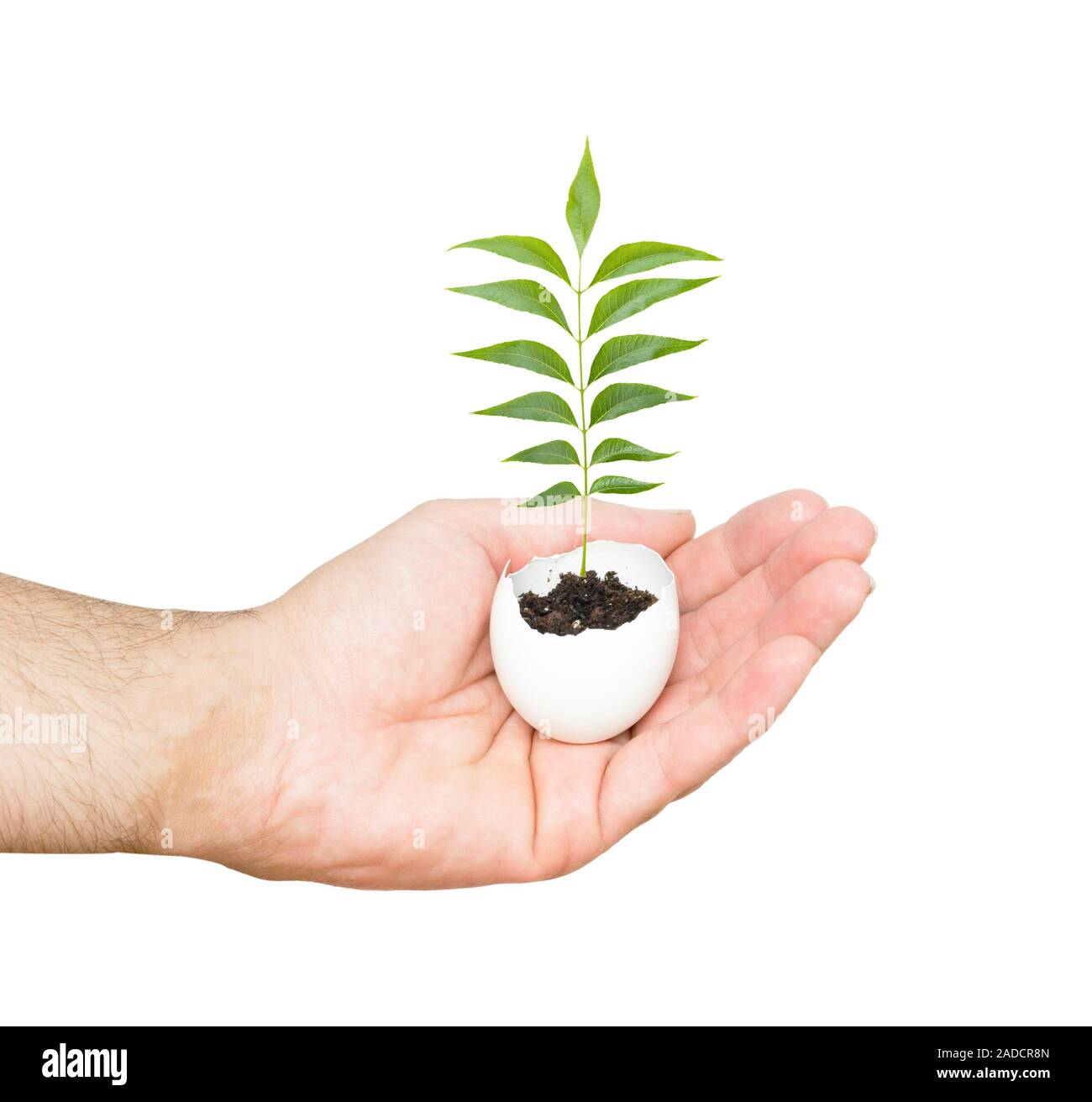 A shoot hatching from egg as a symbol of nature protection Stock Photo ...