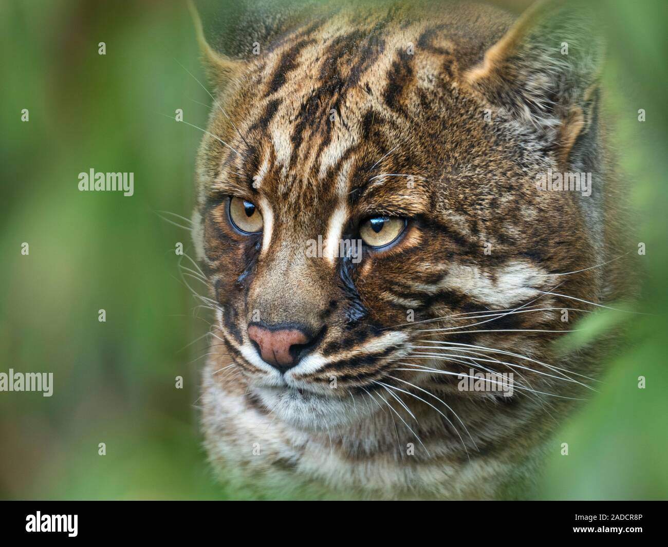 Asian Golden Cat Catopuma Temminckii High Resolution Stock Photography ...