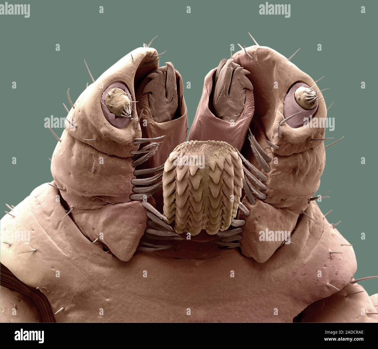 Brown dog tick mouthparts. Coloured scanning electron micrograph (SEM ...