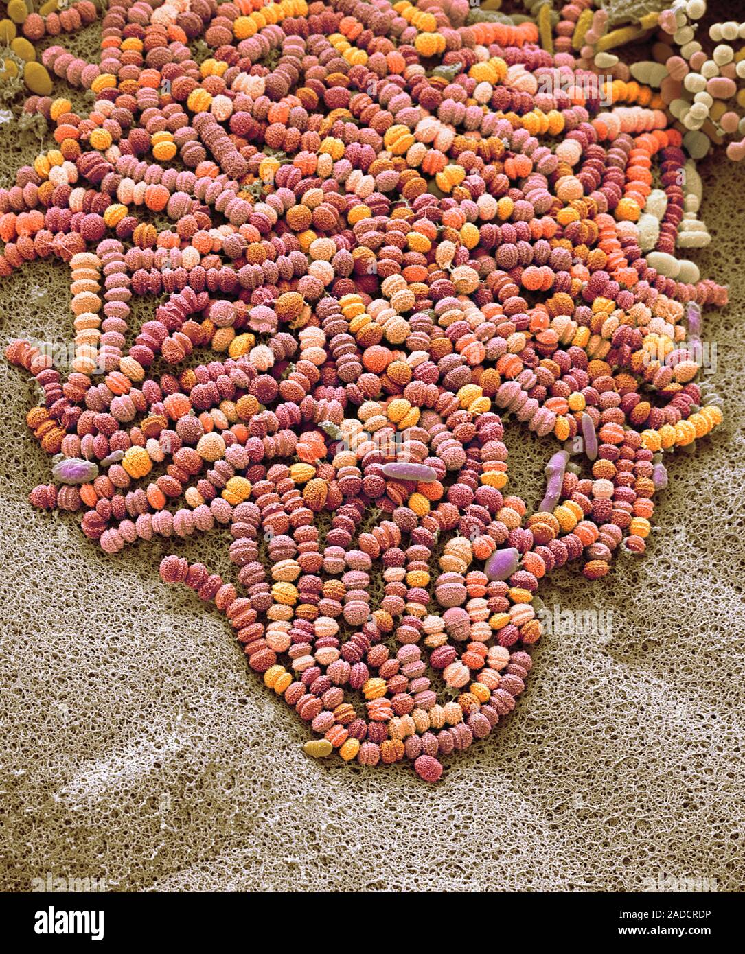 Faecal bacteria. Scanning electron micrograph (SEM) of bacteria ...