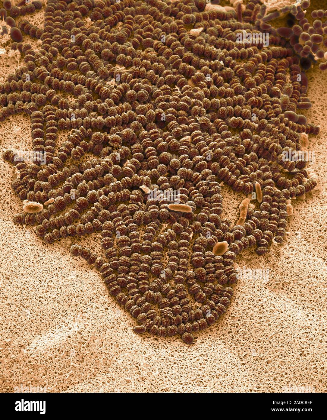 Faecal Bacteria Scanning Electron Micrograph Sem Of Bacteria Cultured From A Sample Of Human