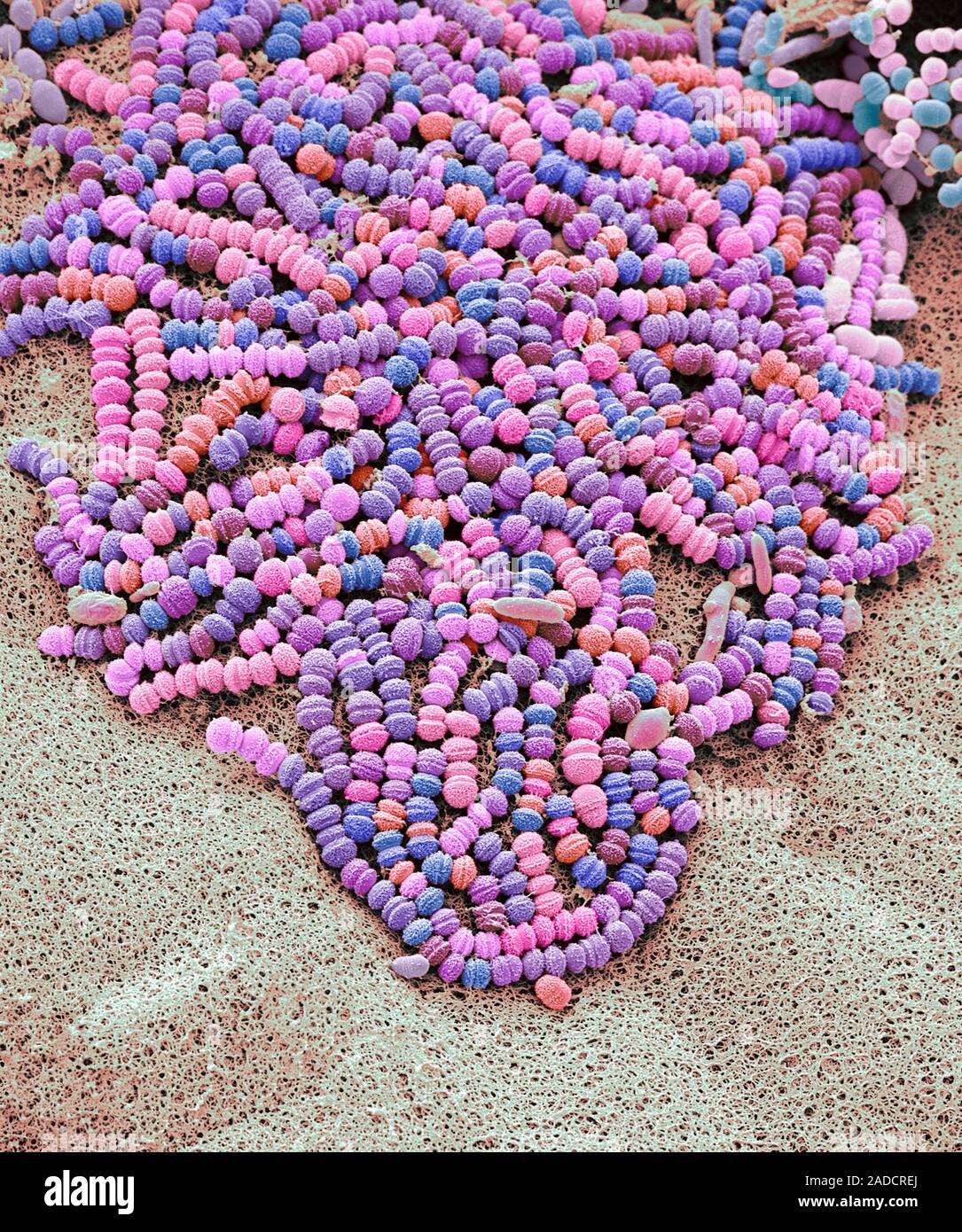 Faecal Bacteria Scanning Electron Micrograph Sem Of Bacteria Cultured From A Sample Of Human