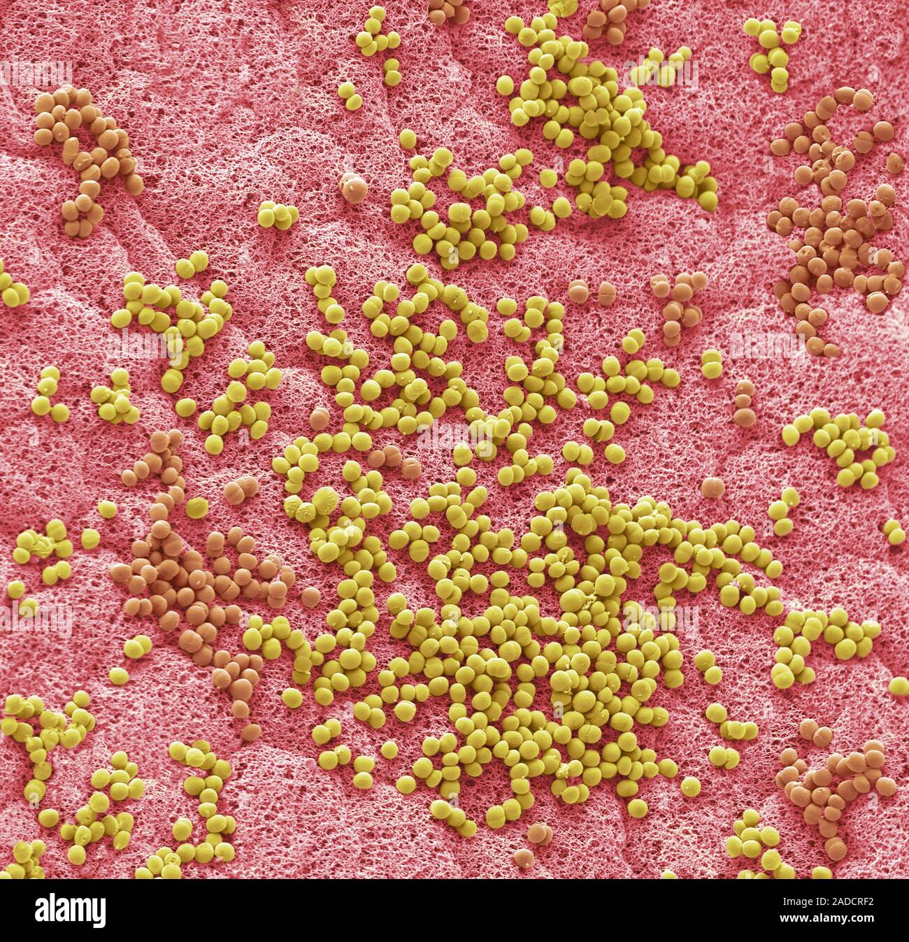 Bacteria from a human armpit. Coloured scanning electron micrograph ...