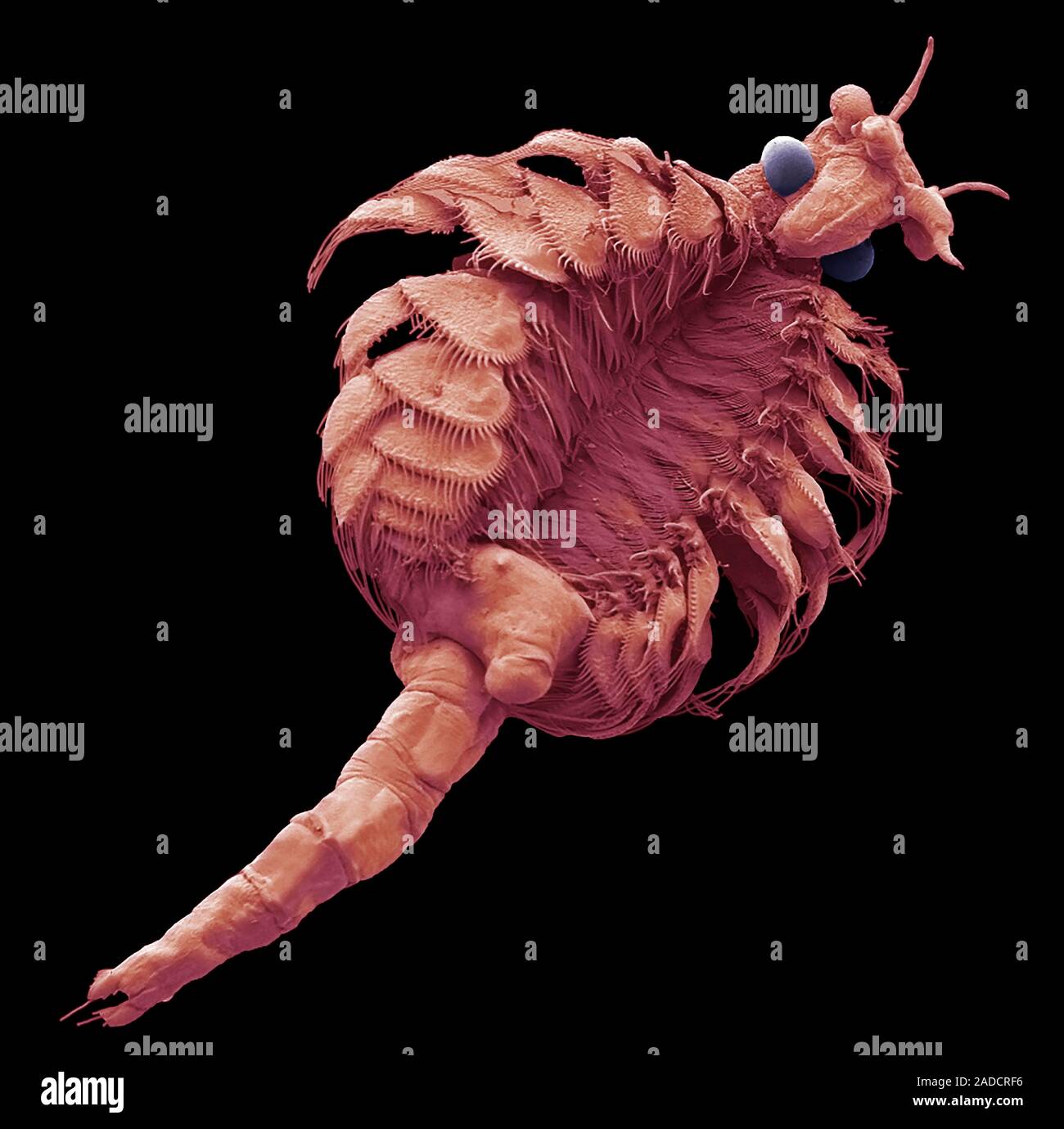 Fairy shrimp. Coloured scanning electron micrograph (SEM) of a female ...