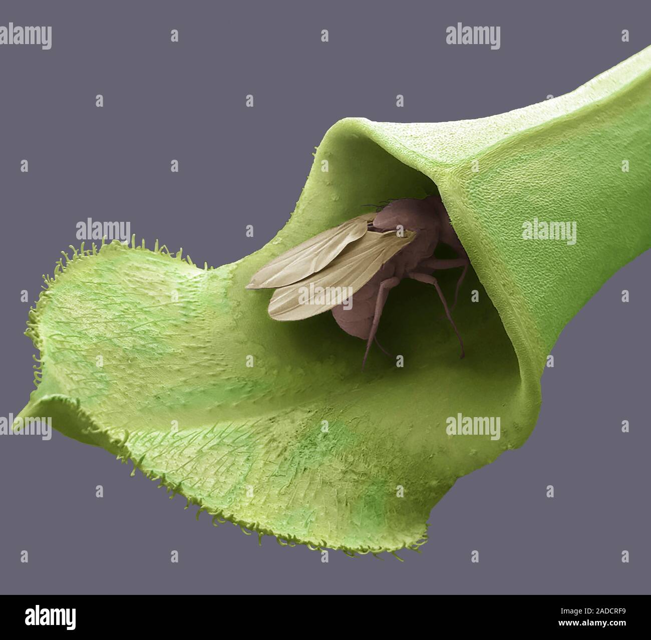 Fly in pitcher plant trap, coloured scanning electron micrograph (SEM ...