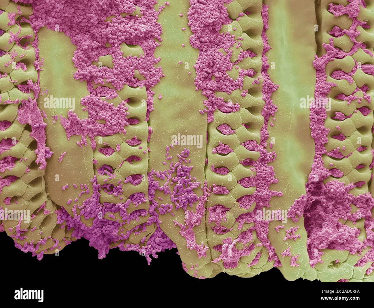 Bacteria on house fly tongue, scanning electron micrograph (SEM). House ...