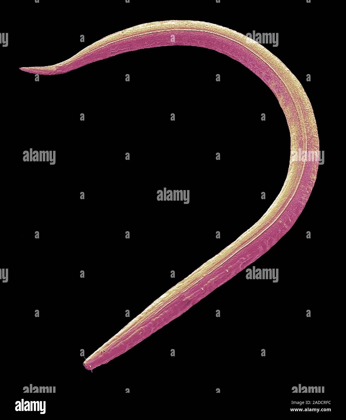 Nematode worm. Coloured scanning electron micrograph (SEM) of a ...