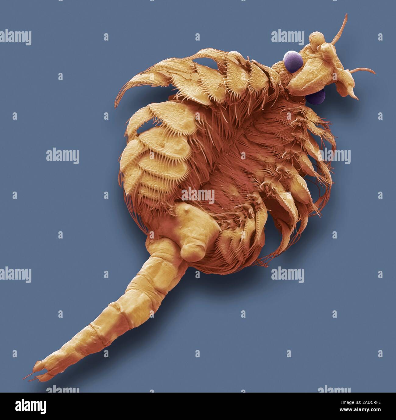 Fairy shrimp. Coloured scanning electron micrograph (SEM) of a female ...