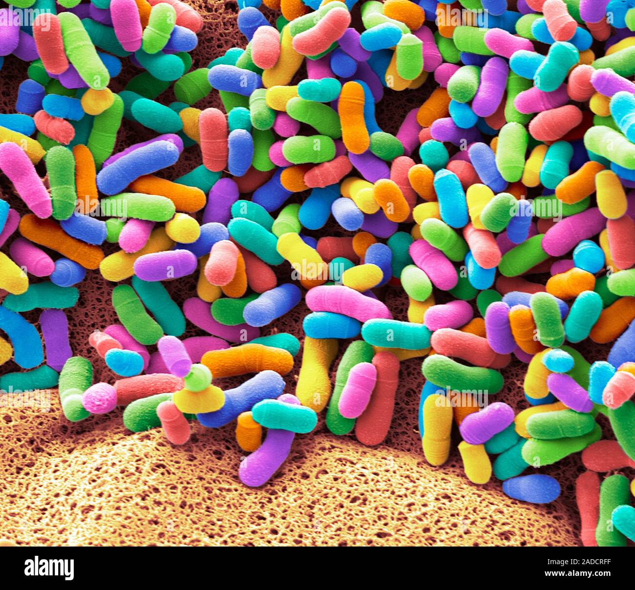Bacteria from a human armpit. Coloured scanning electron micrograph ...