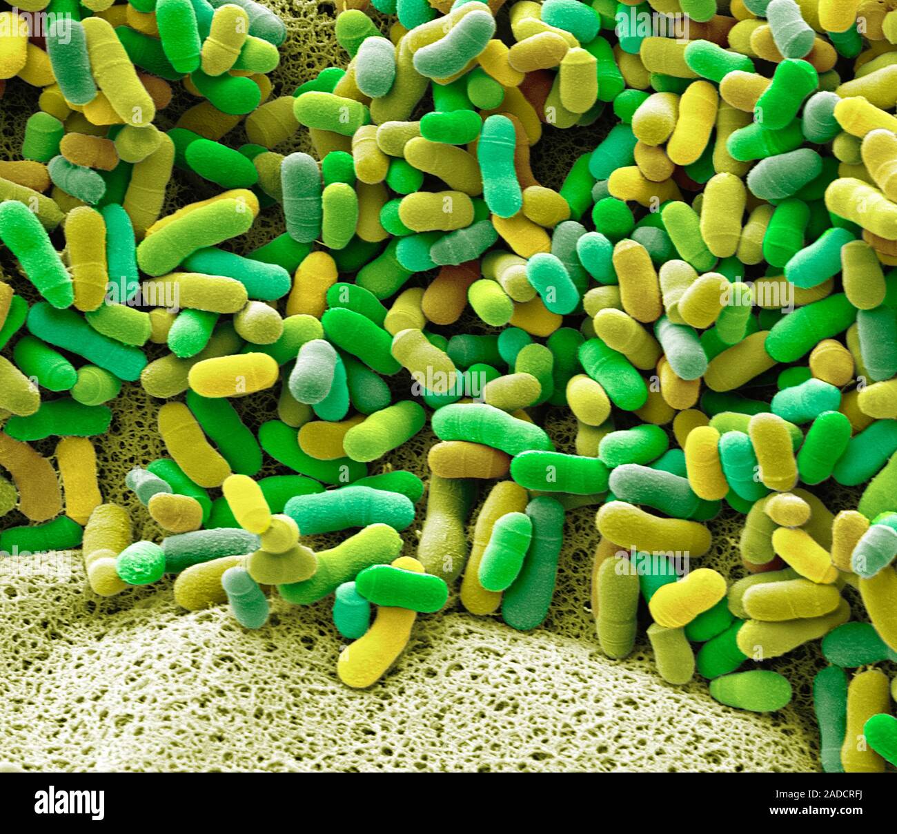 Bacteria from a human armpit. Coloured scanning electron micrograph (SEM). The human armpit ...