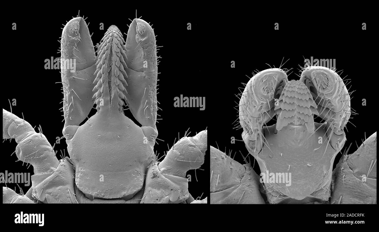 Male (right) and female (left) Lyme disease ticks mouth parts (Ixodes ...