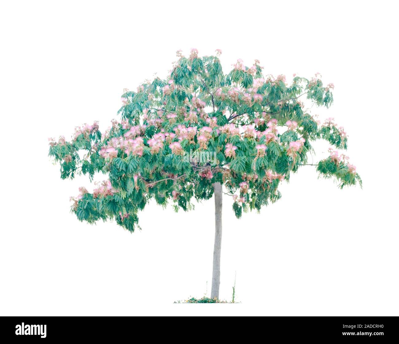 Flowering tree isolated on white background Stock Photo - Alamy