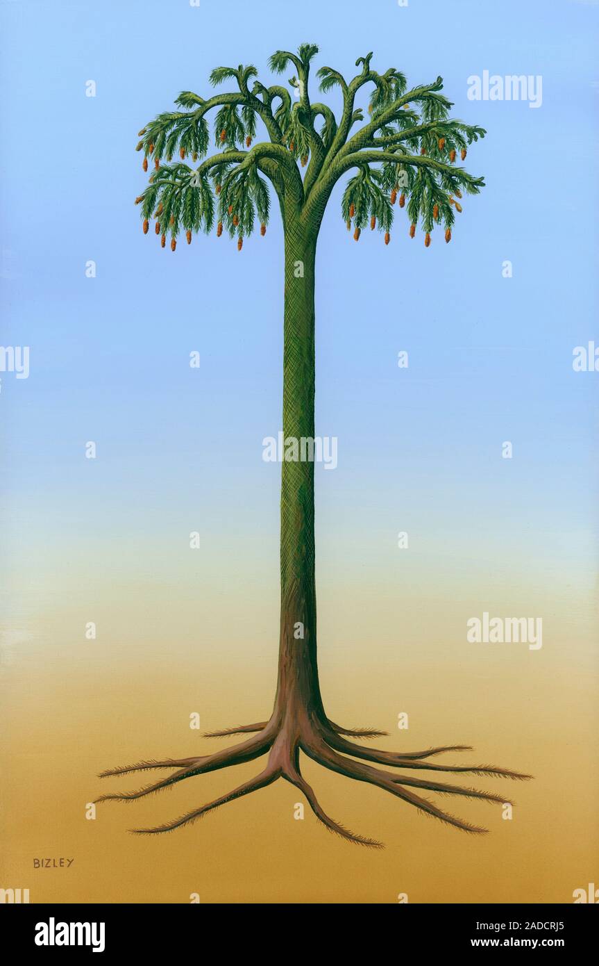 Lepidodendron sp. plant, illustration. Lepidodendron were tree-like ...