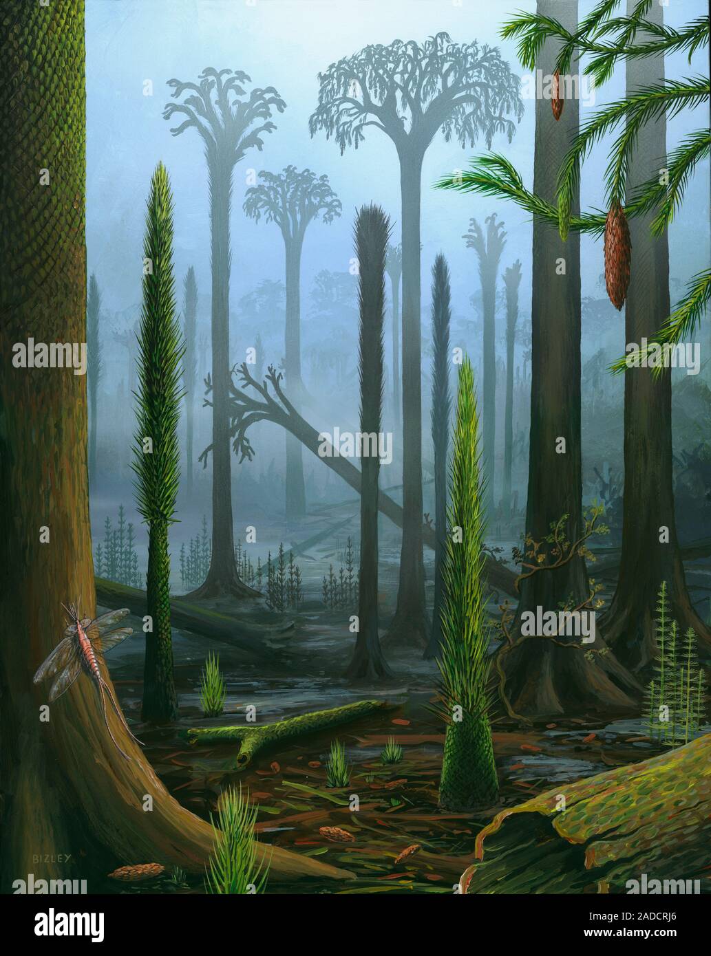 Illustration of Lepidodendron sp. plants at various life cycle stages ...