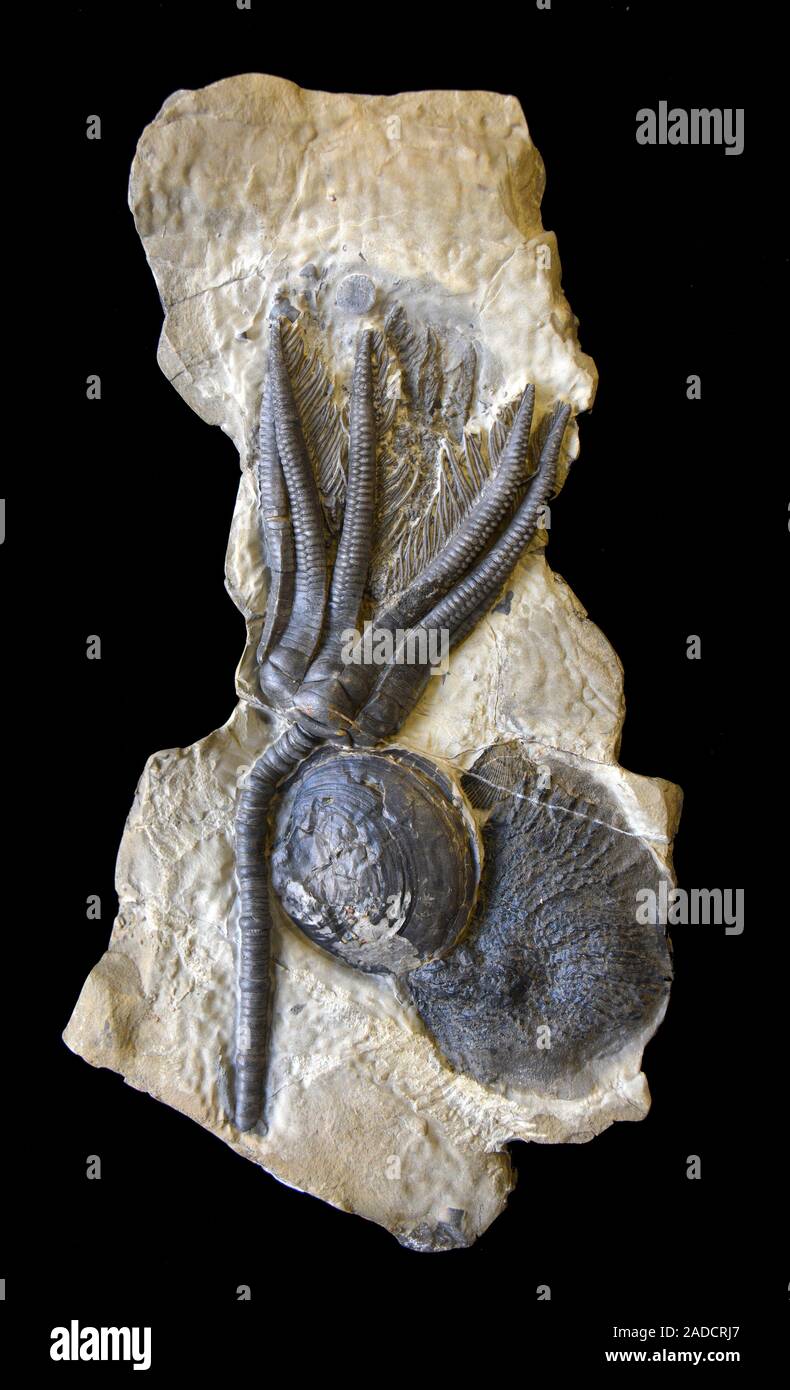 Fossilised Encrinus lilliformis crinoid (sea feathers) with ...