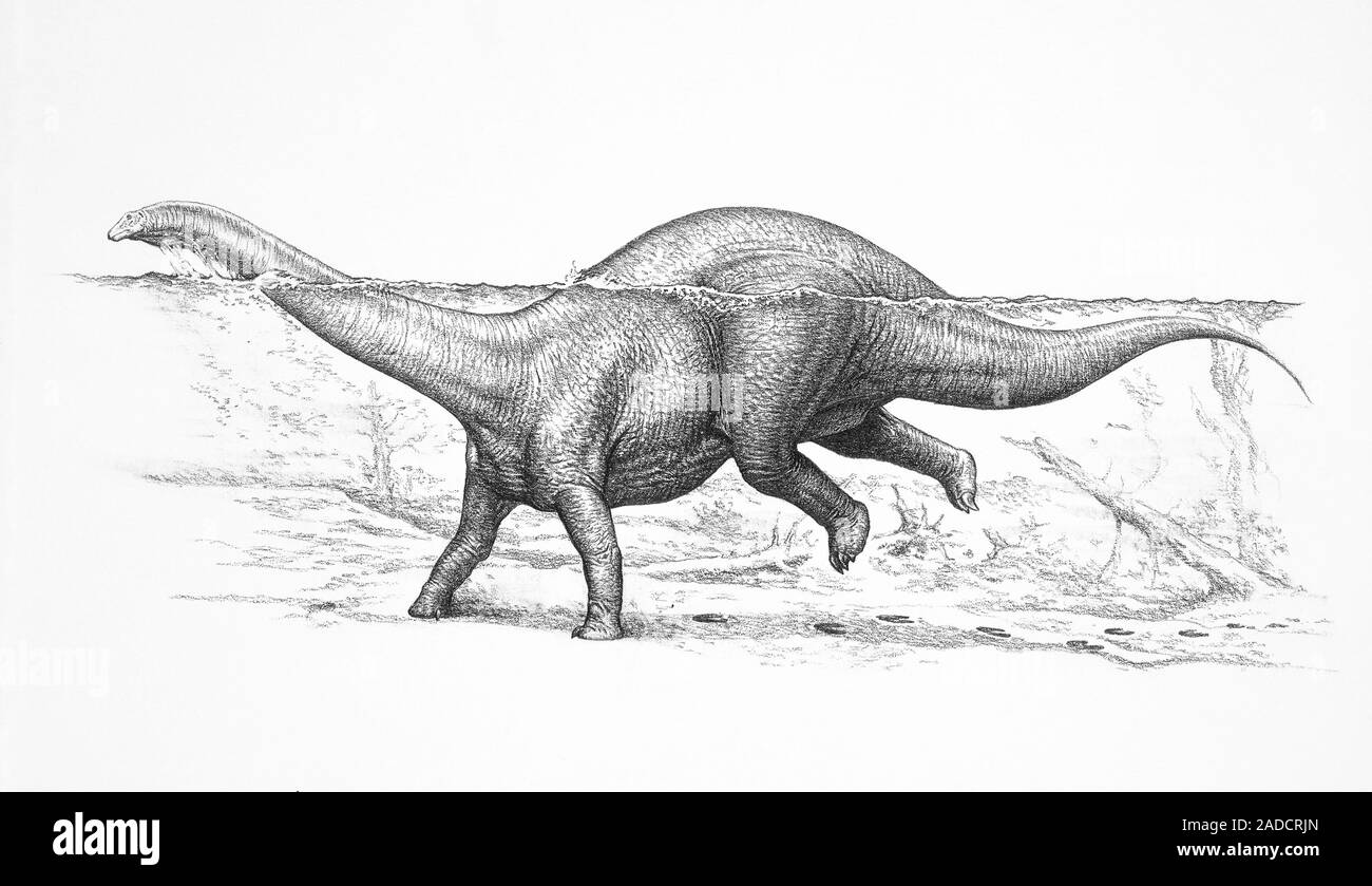 Apatosaur dinosaur swimming, illustration. Apatosaurus were sauropods ...