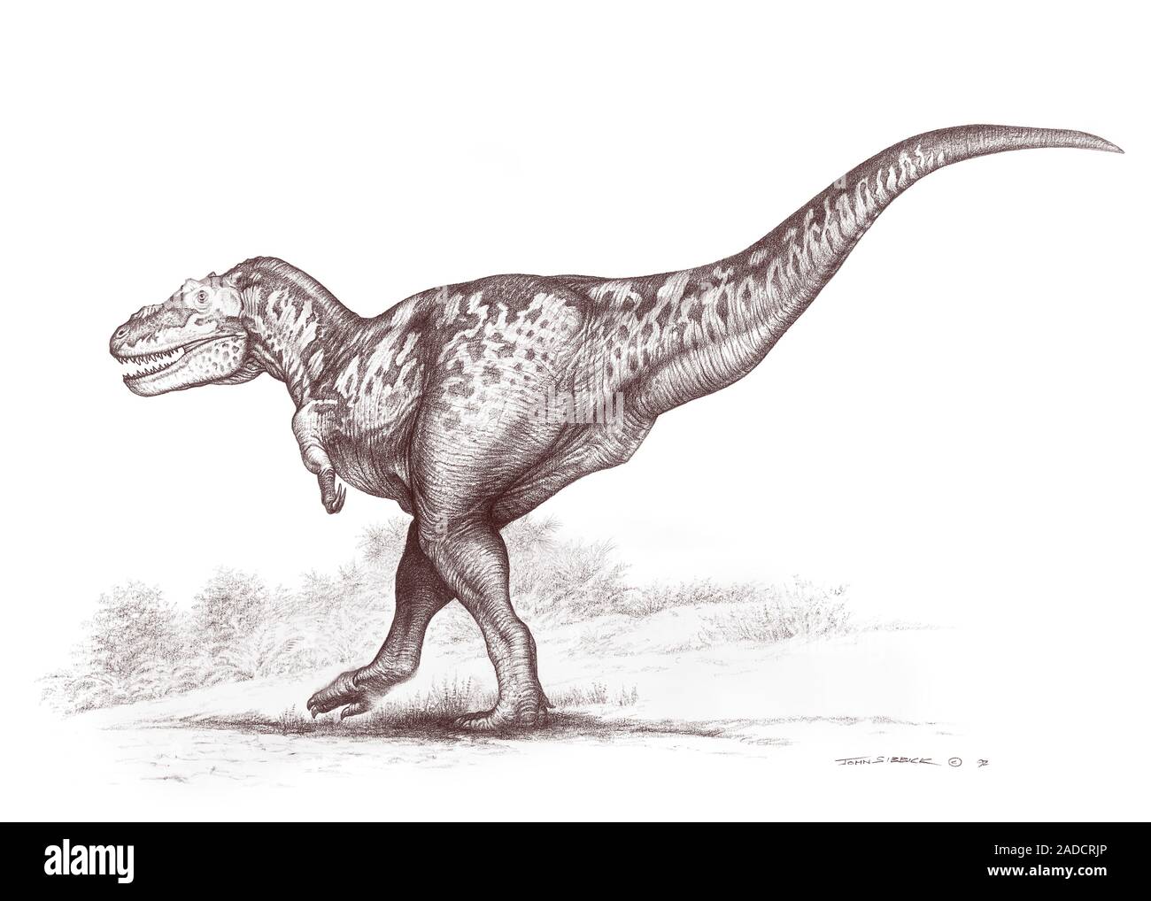 Tarbosaurus dinosaur, illustration. This large bipedal predator was a ...