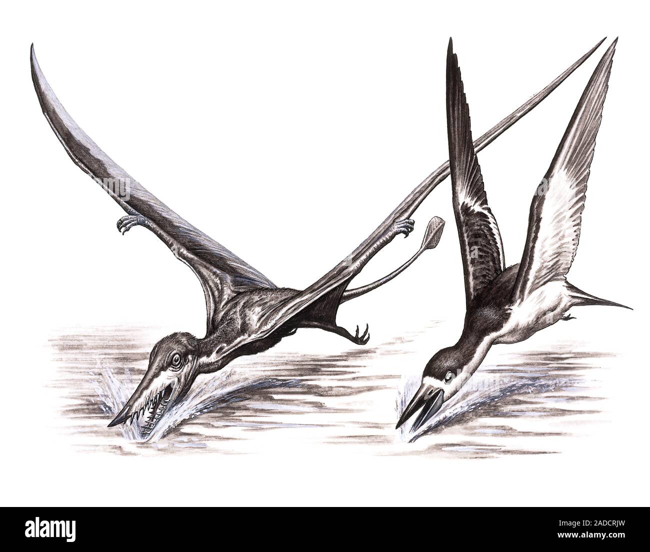 Pterosaur and skimmer fishing techniques, illustration. Pterosaurs ...