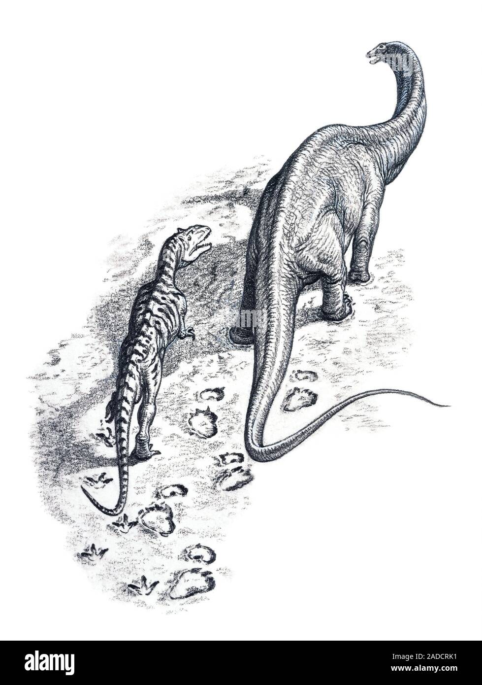 Theropod dinosaur (left) tracking a sauropod dinosaur (right), illustration. Theropods were ...