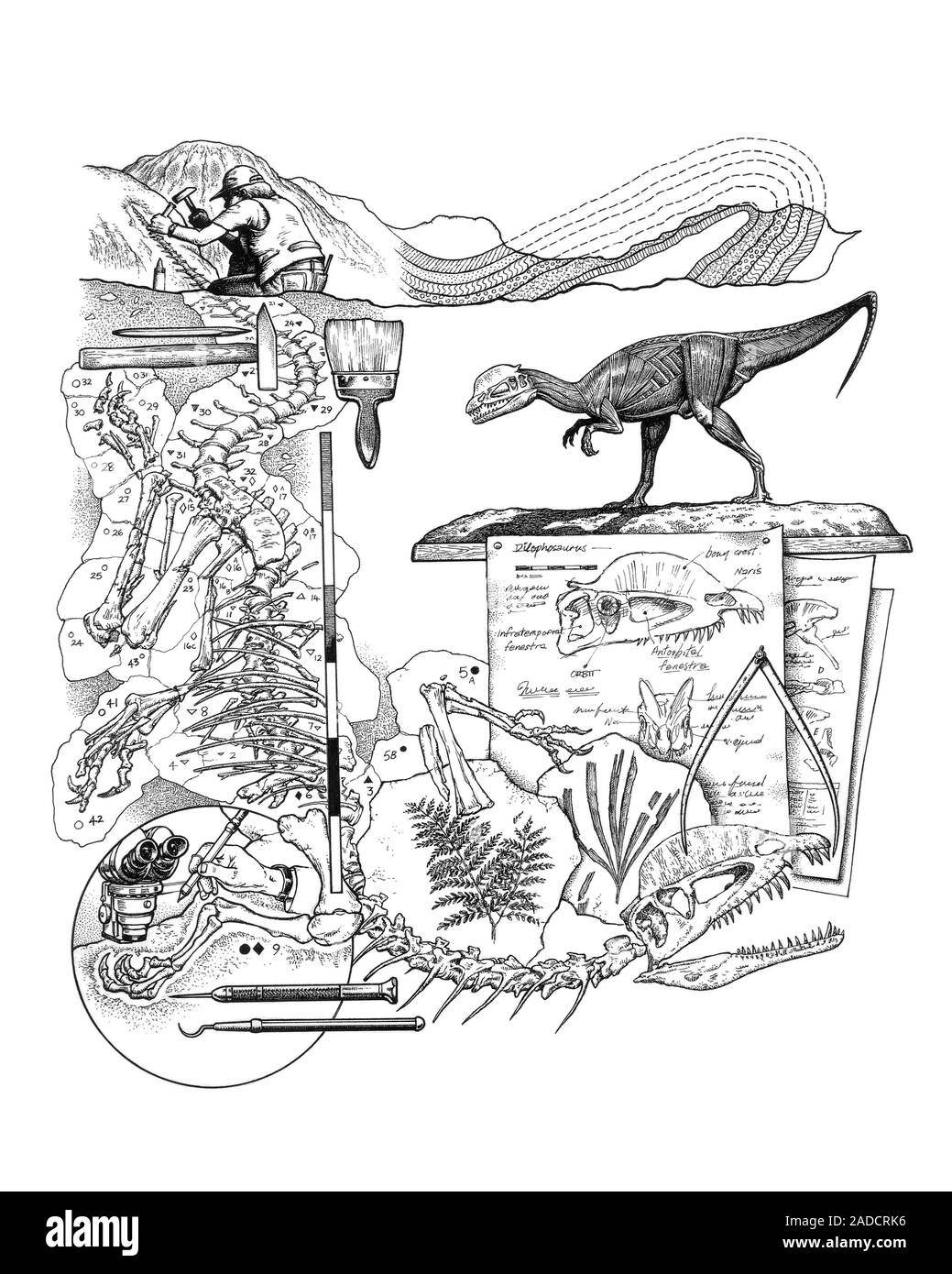 Dinosaur fossil discovery and reconstruction. Illustration of the ...