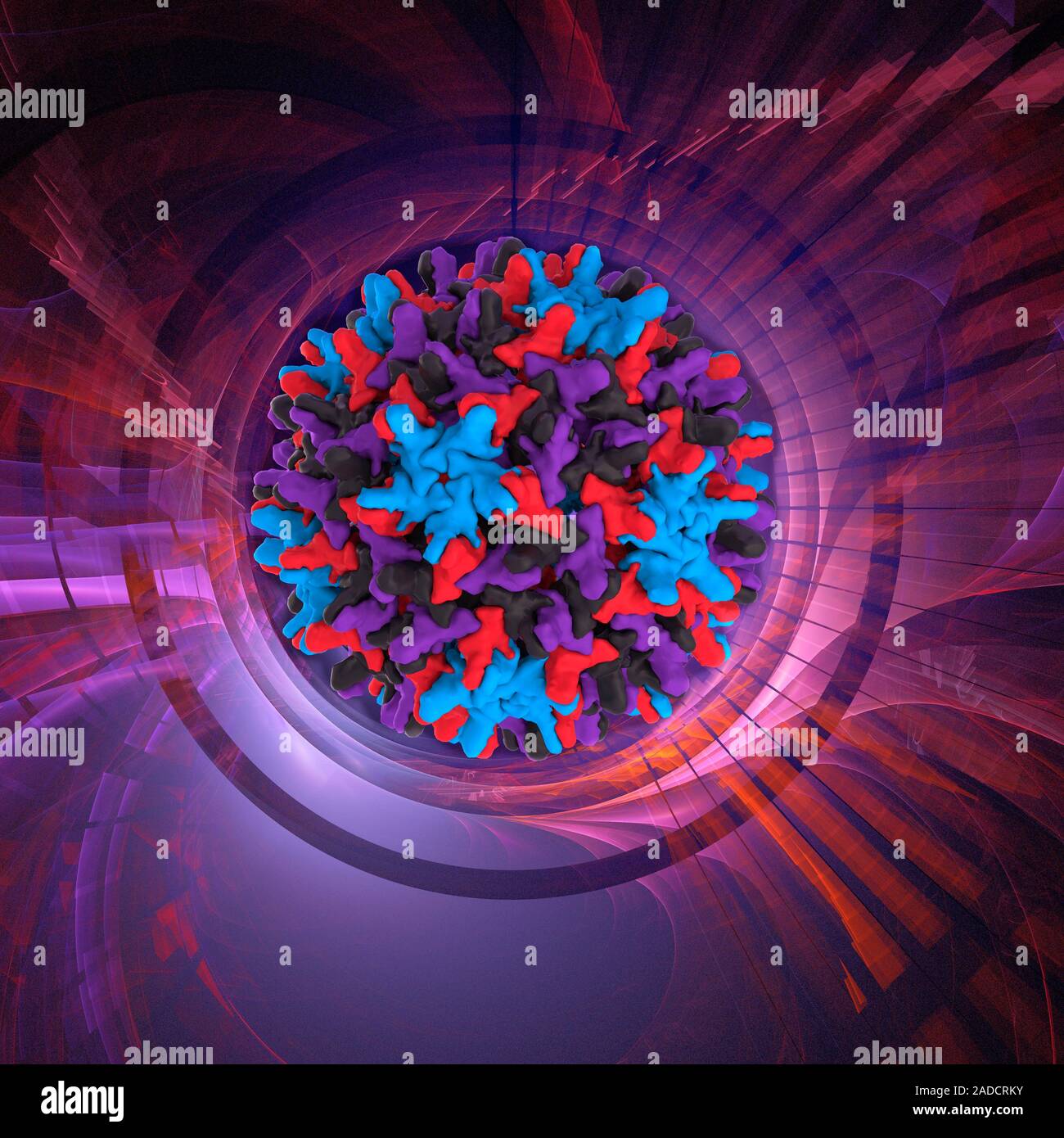 Human Hepatitis B virus (HBV), molecular model. The capsid proteins are ...
