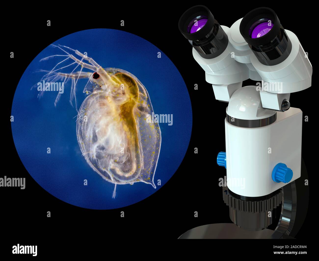 Composite image of a light micrograph of a water flea (Daphnia magna ...