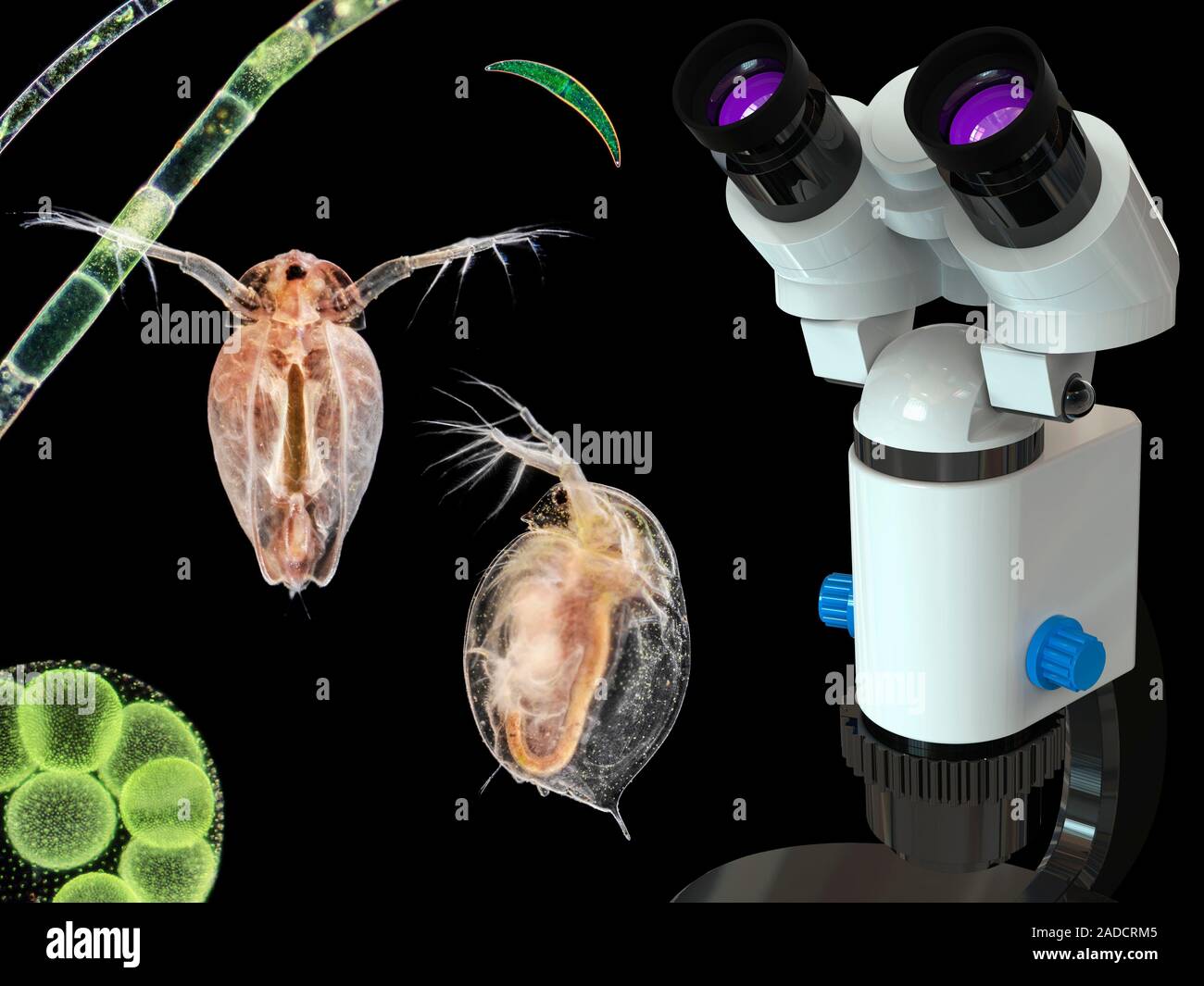 Composite image of a light micrograph of a water flea (Daphnia magna ...