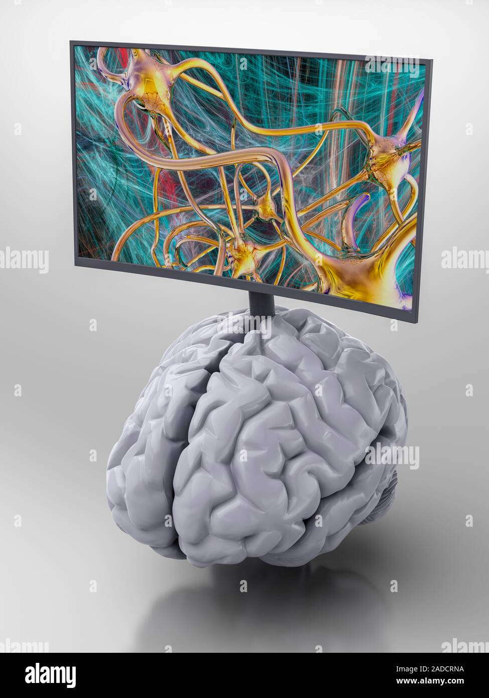 Brain research. Conceptual computer illustration showing a computer monitor on top of a human ...