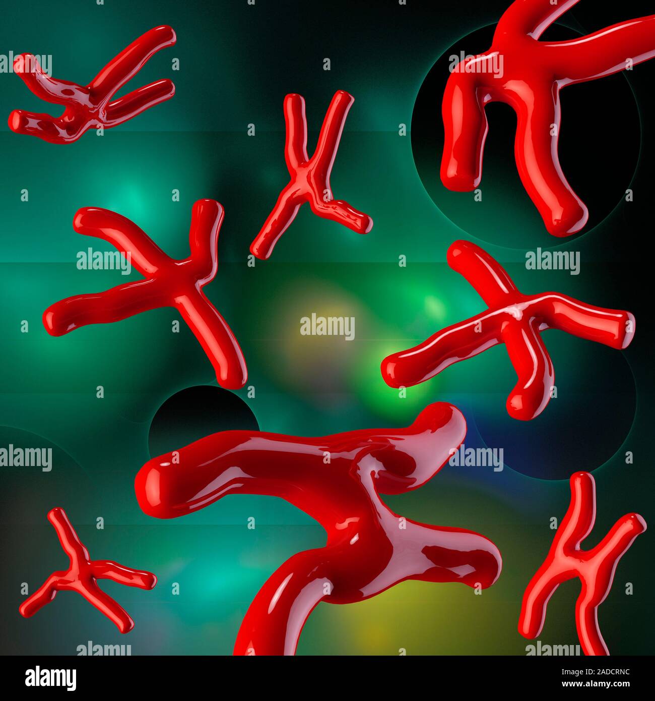 Chromosomes. Computer illustration of human chromosomes. Chromosomes ...