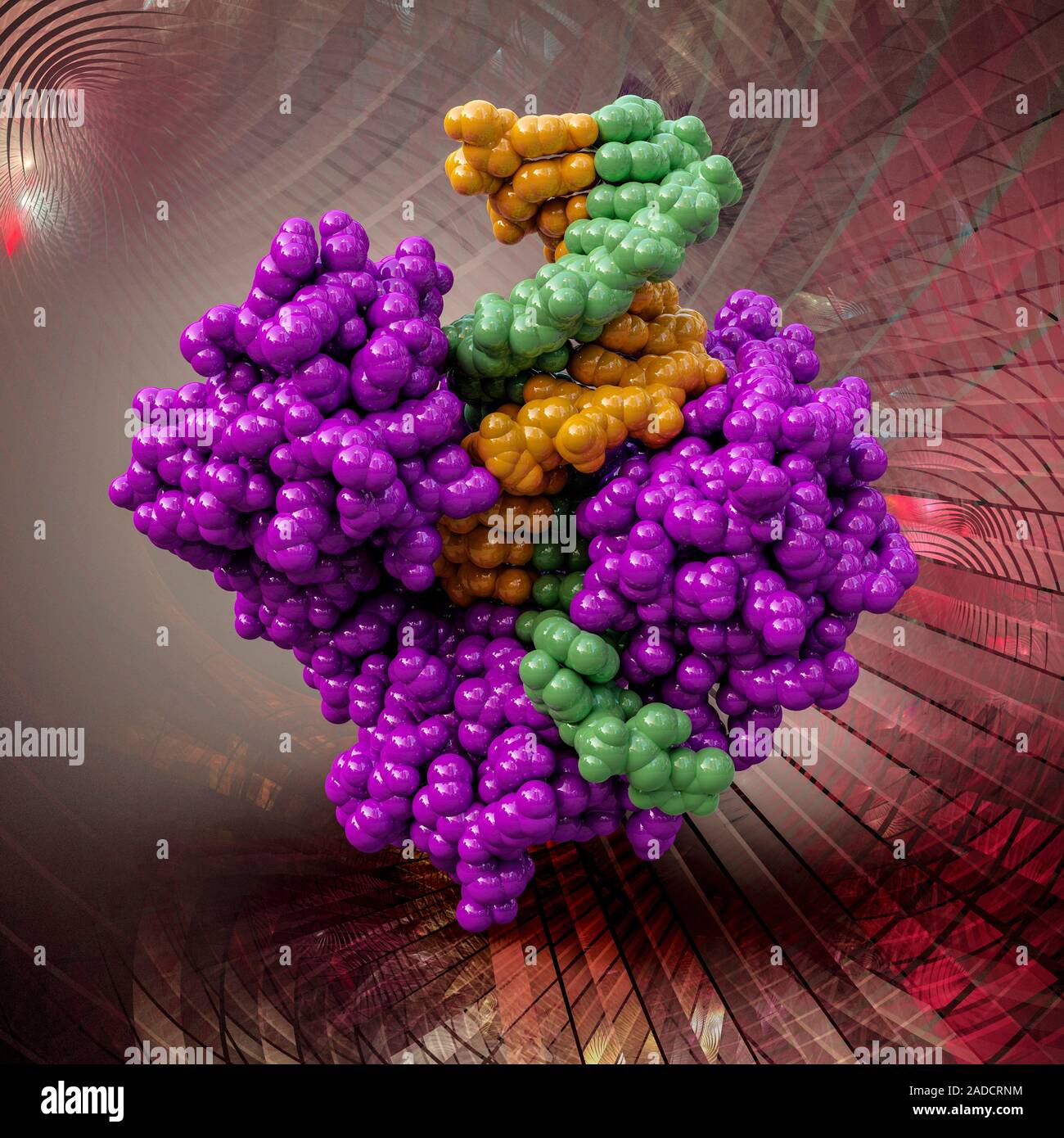 Y-family DNA polymerase complexed with DNA (deoxyribonucleic acid ...