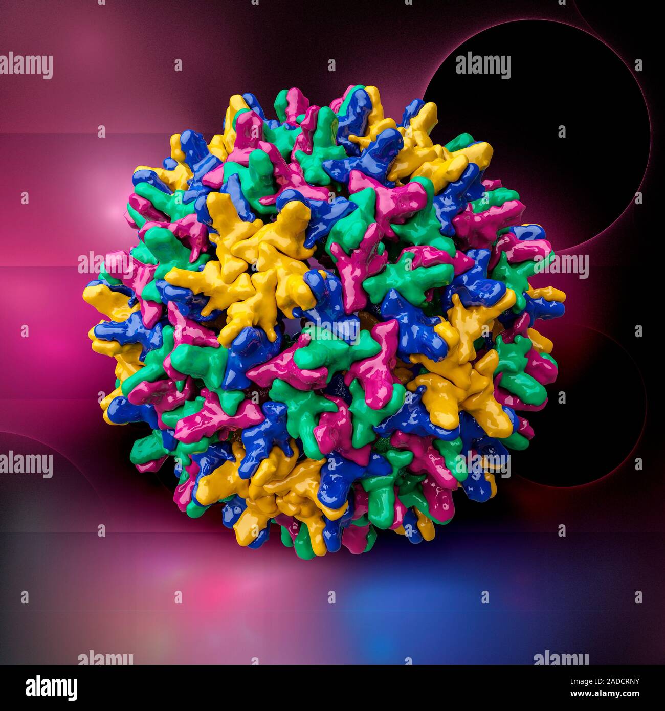 Human Hepatitis B virus (HBV), molecular model. The capsid proteins are ...