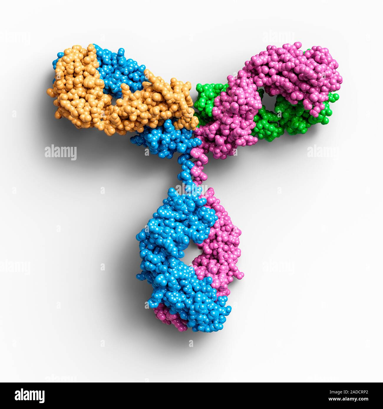 Immunoglobulin G Antibody Molecule Computer Model Of The Secondary Structure Of Immunoglobulin