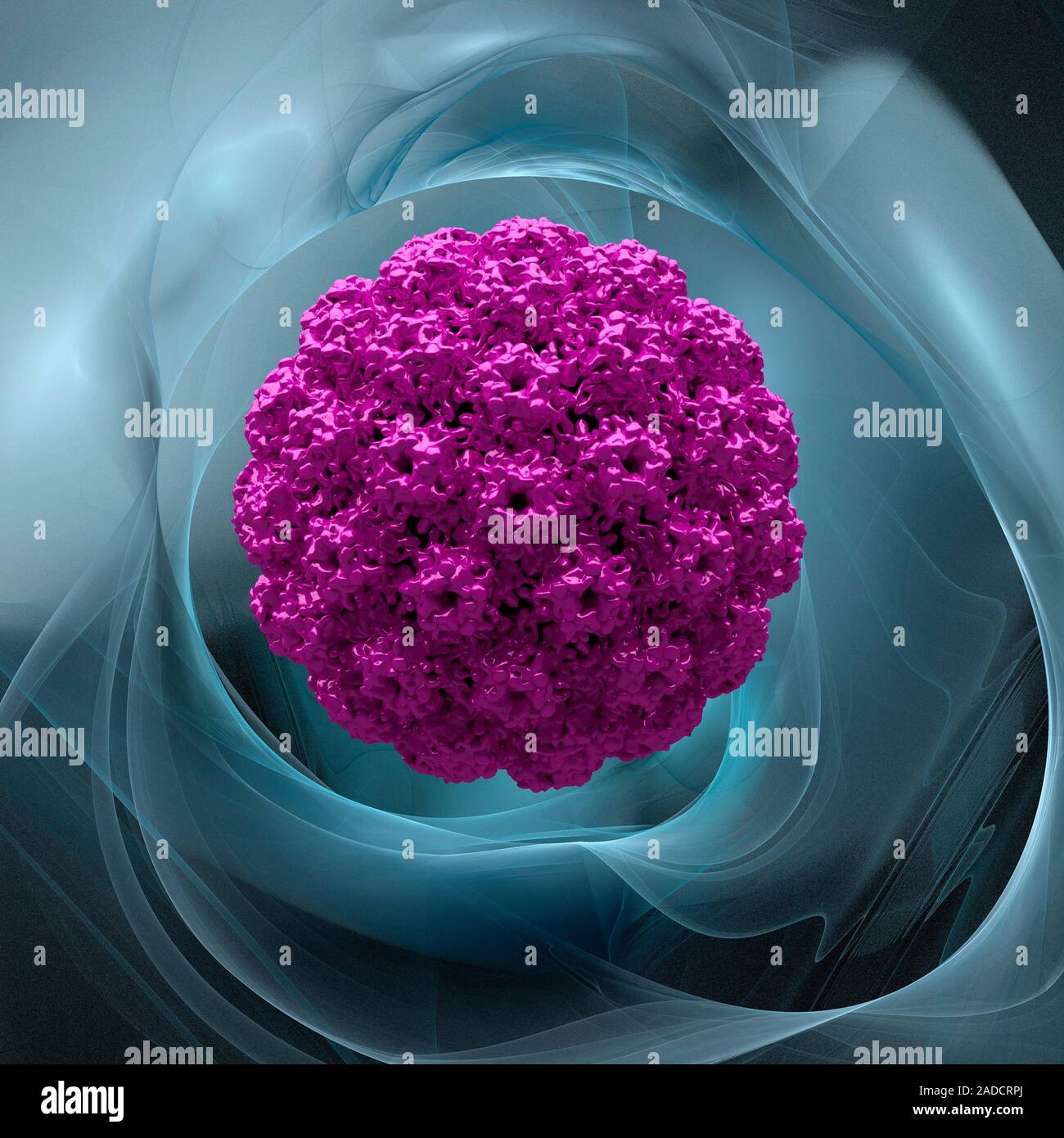 Human papilloma virus (HPV) capsid, molecular model. HPV is a sexually ...