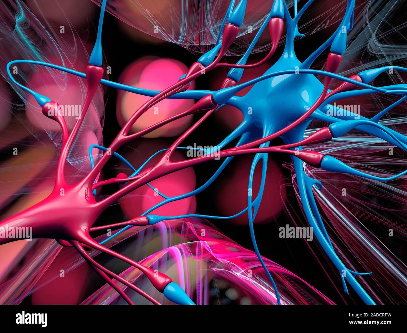 Nerve cells with synapses. Computer illustration of two nerve cells, or ...