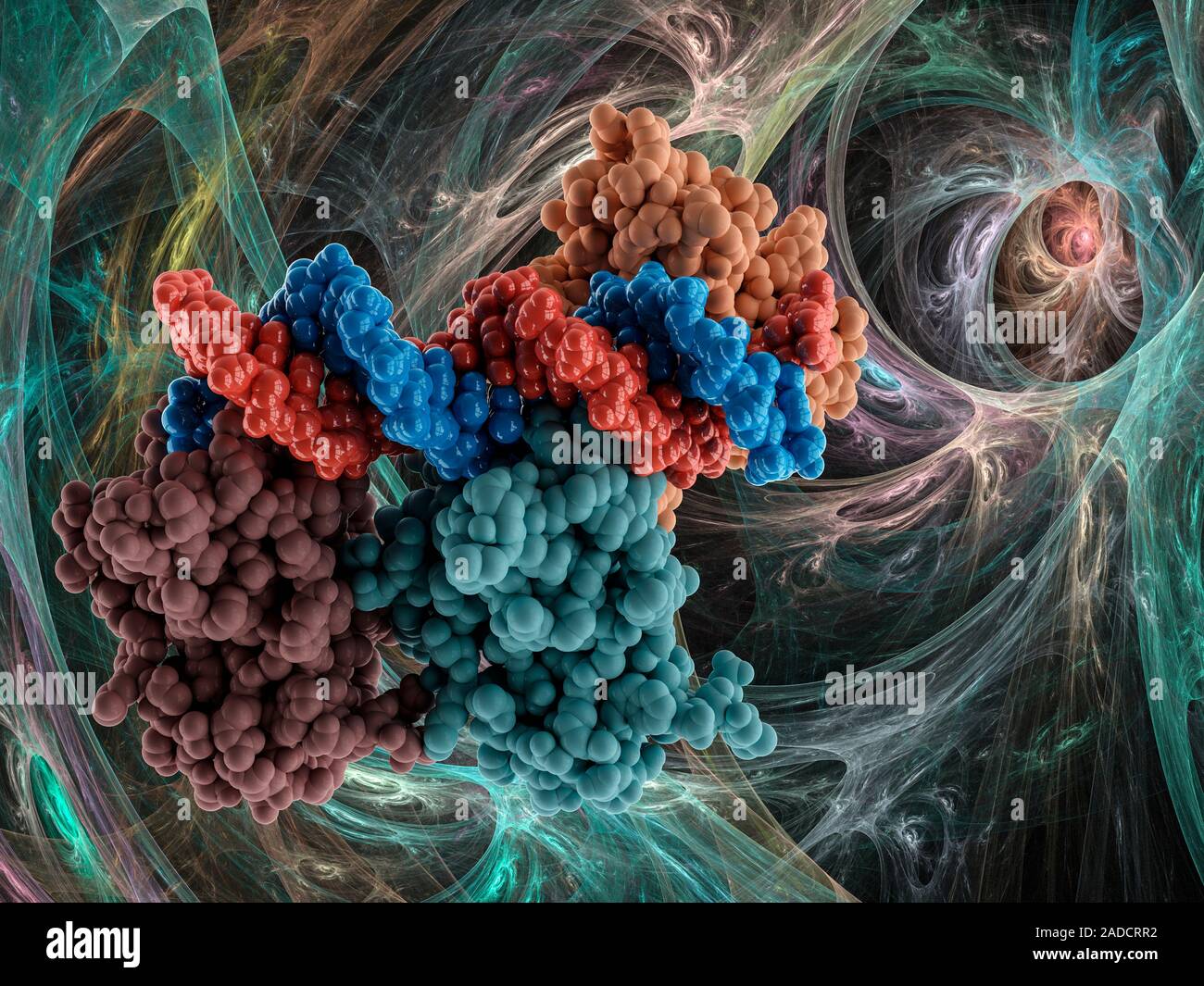 Illustration of a molecular model of a tumour suppressor p53 (brown ...
