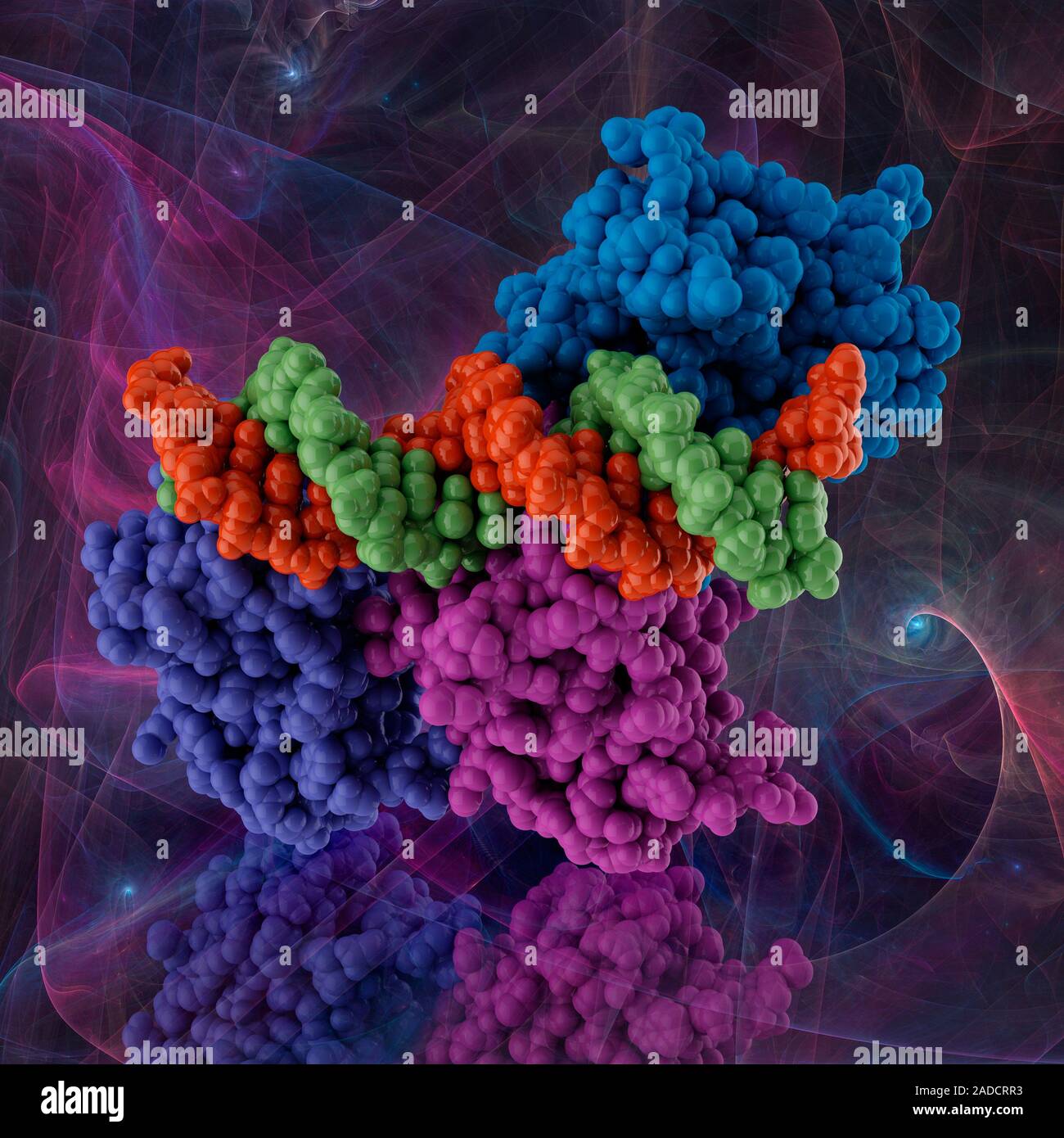 Illustration of a molecular model of a Tumour Suppressor p53 (purple ...