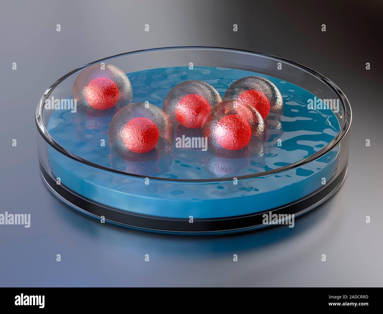 Stem cells. Conceptual computer illustration showing enlarged stem ...