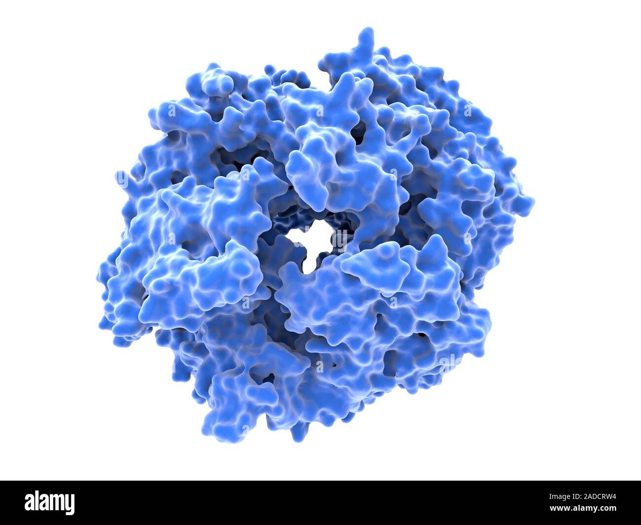 Human RNA exosome complex, molecular model. This multi-protein complex ...