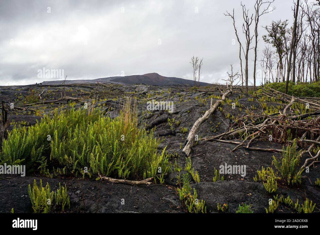 Lava flow and new plants, Hawaii. Ferns colonising a lava field that ...