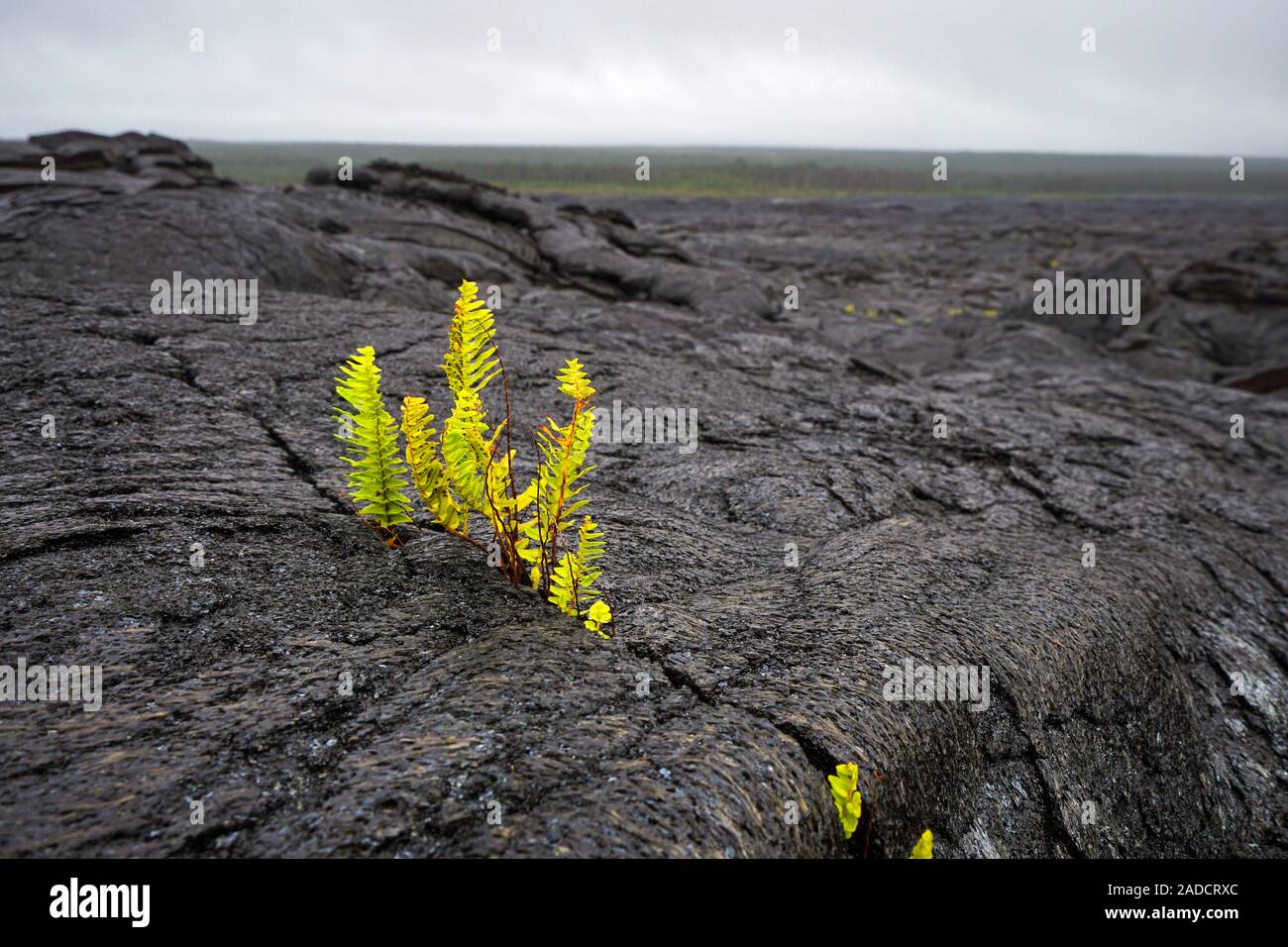 Lava flow and new plants, Hawaii. Ferns colonising a lava field that ...
