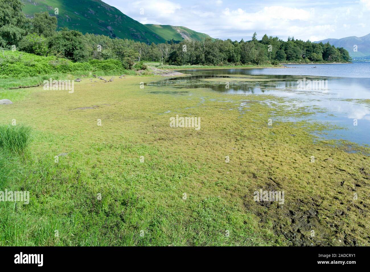 Crassula helmsii (New Zealand pygmy weed) on Derwentwater in the ...