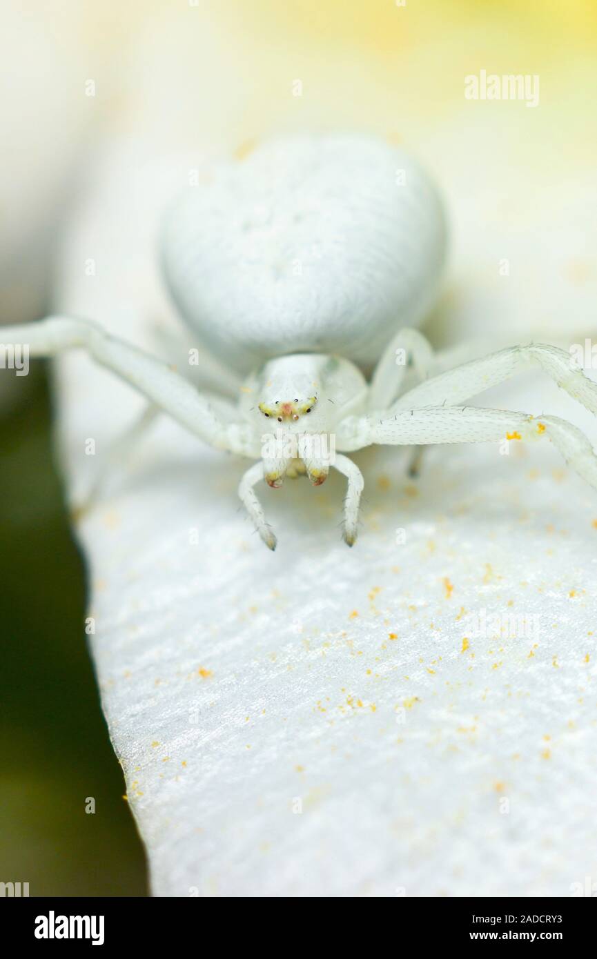A female flower crab spider, Misumena vatia, on an open flower of ...