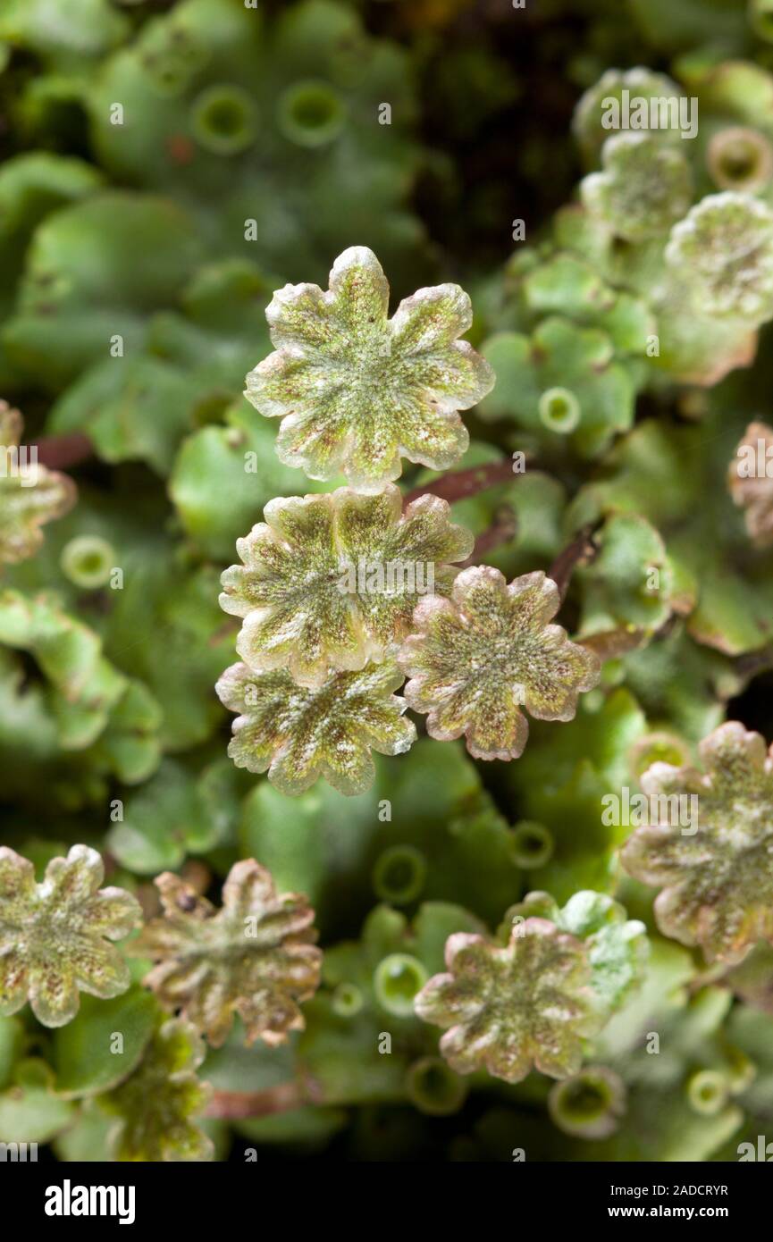 Fruiting plant of the liverwort Marchantia polymorpha subsp ruderalis ...
