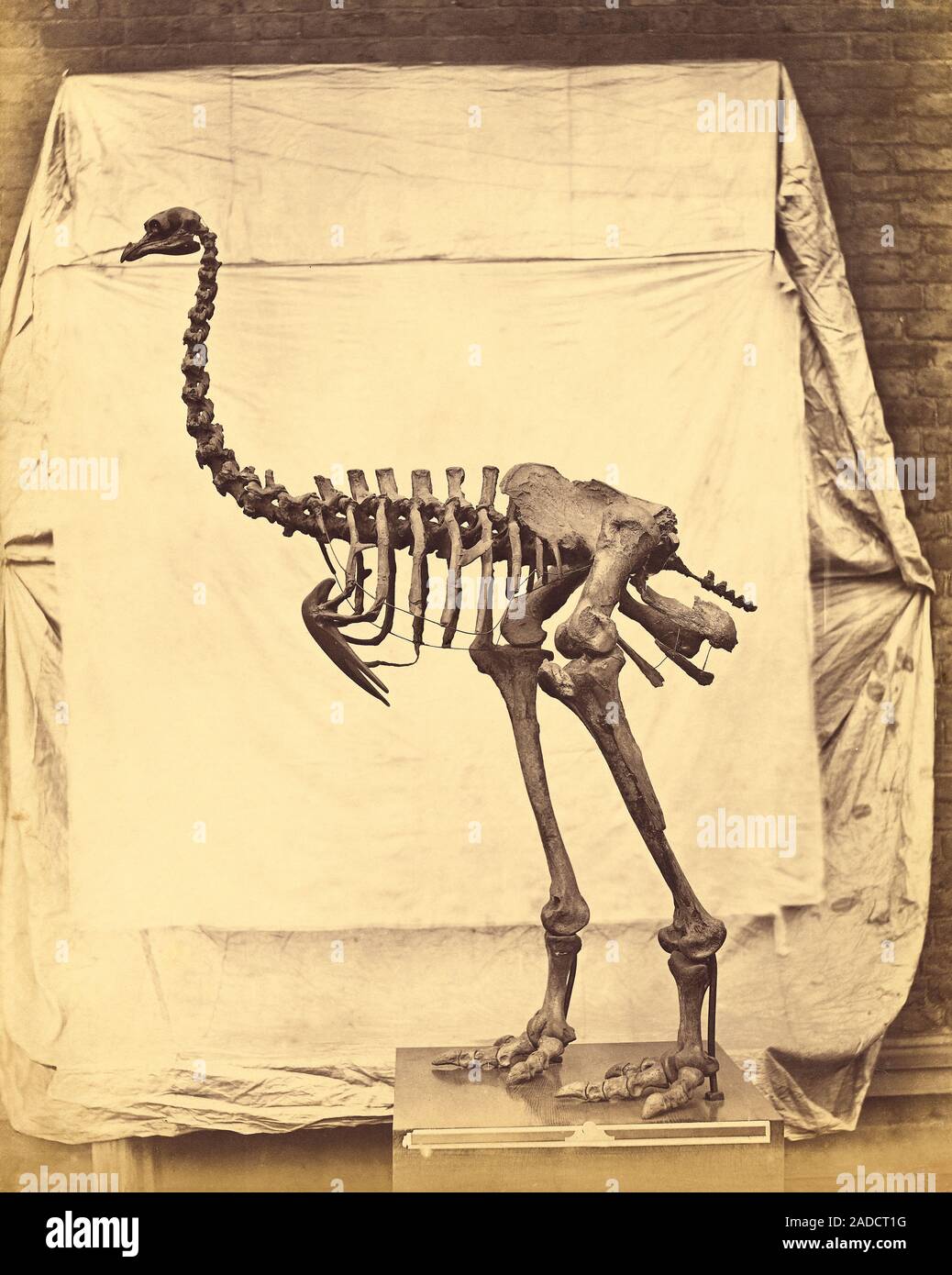 Heavy-footed moa fossil skeleton. Now classified as Pachyornis ...