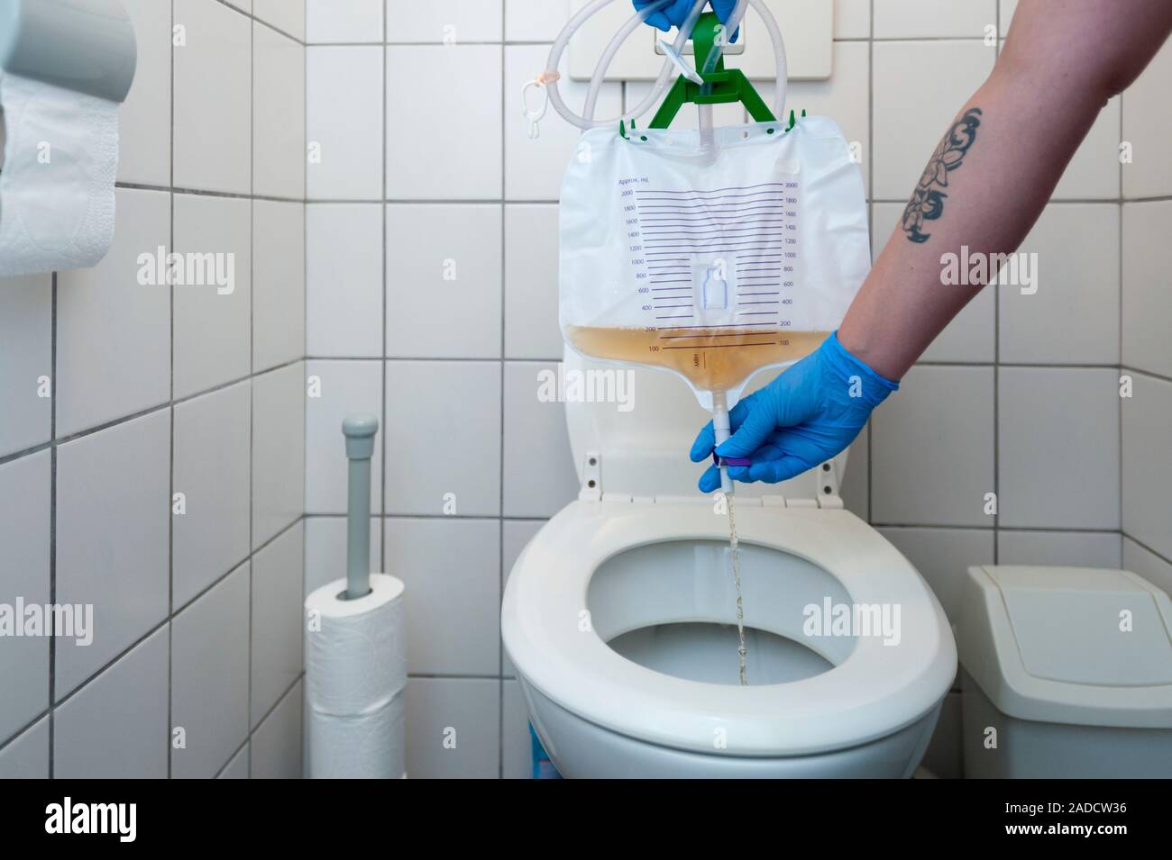 Home care nursing. Nurse emptying a catheter bag into a toilet at a ...