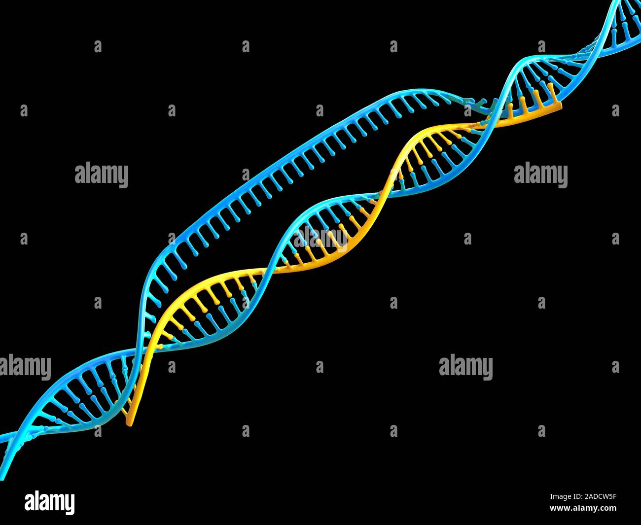 Gene editing complex, molecular structure. Strand of DNA ...