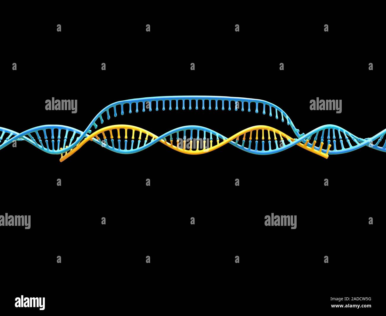 Gene editing complex, molecular structure. Strand of DNA ...