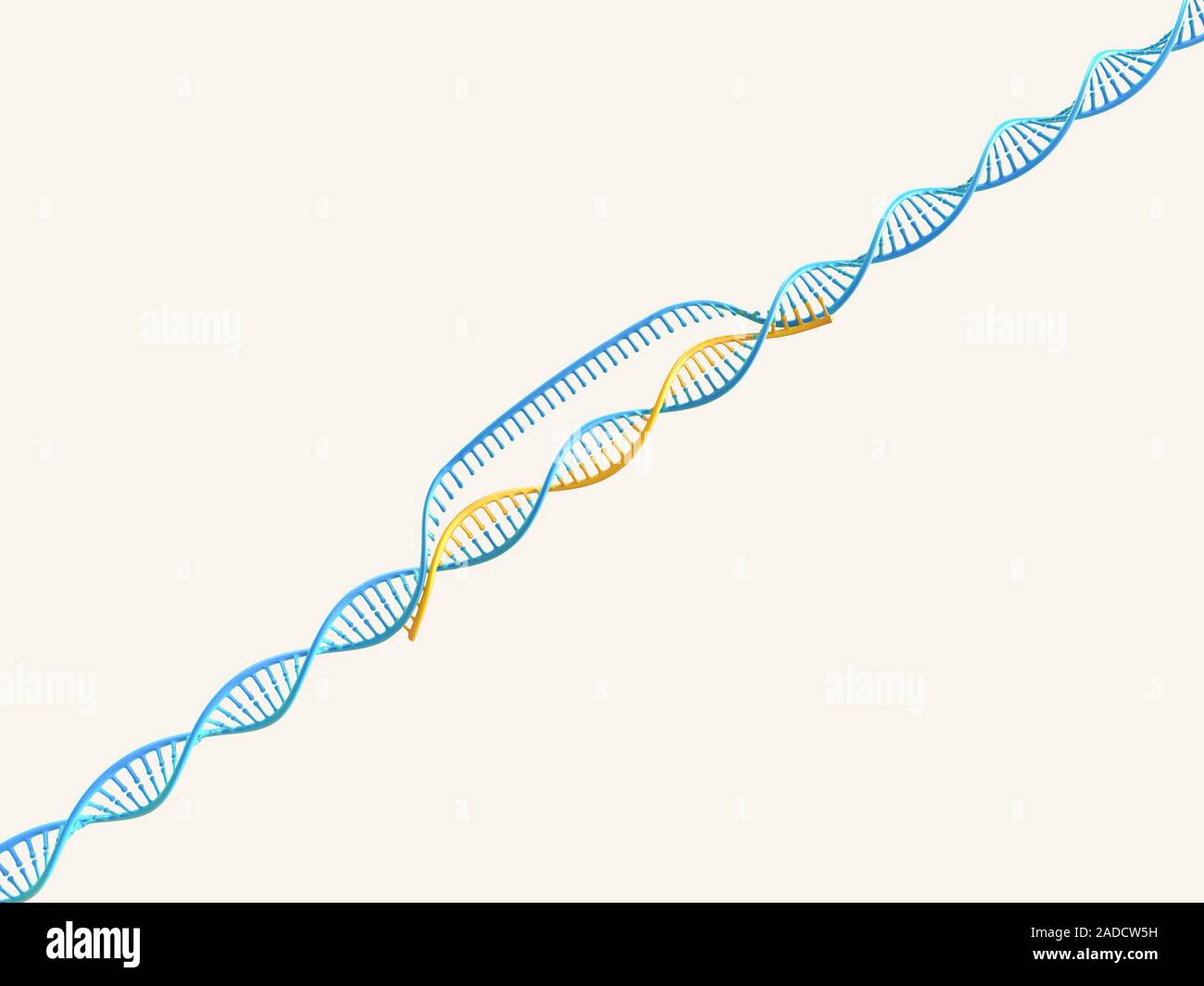 Gene editing complex, molecular structure. Strand of DNA ...