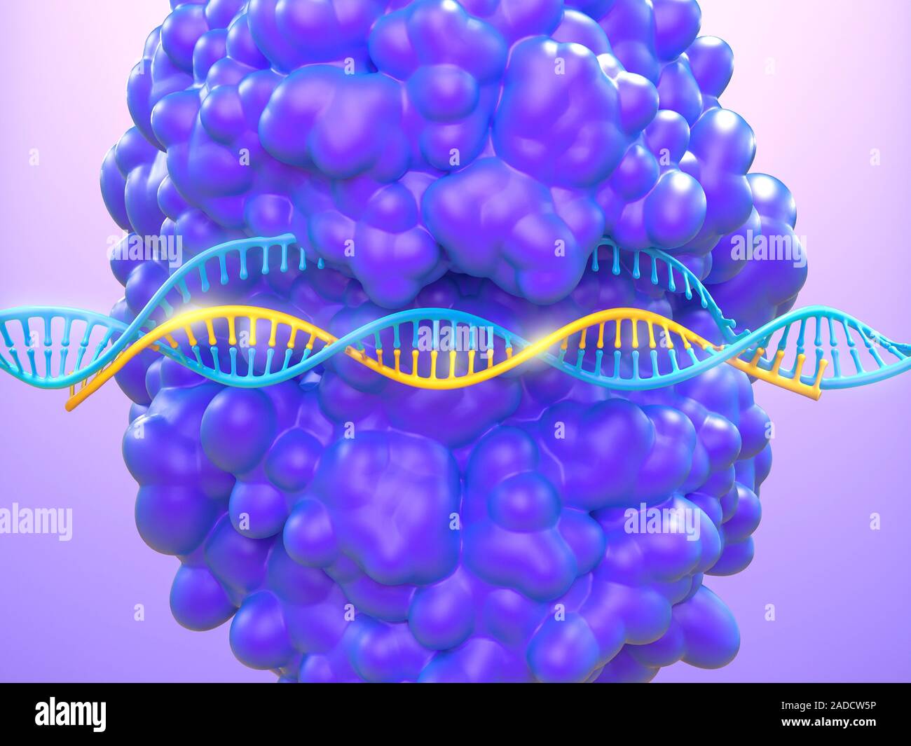 CRISPR-Cas9 gene editing complex, illustration. The CRISPR-Cas9 protein ...